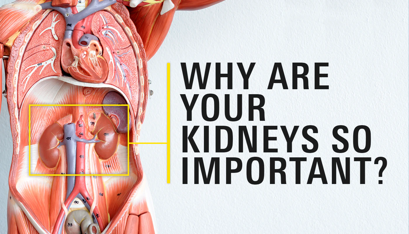 Why are your kidneys so important?